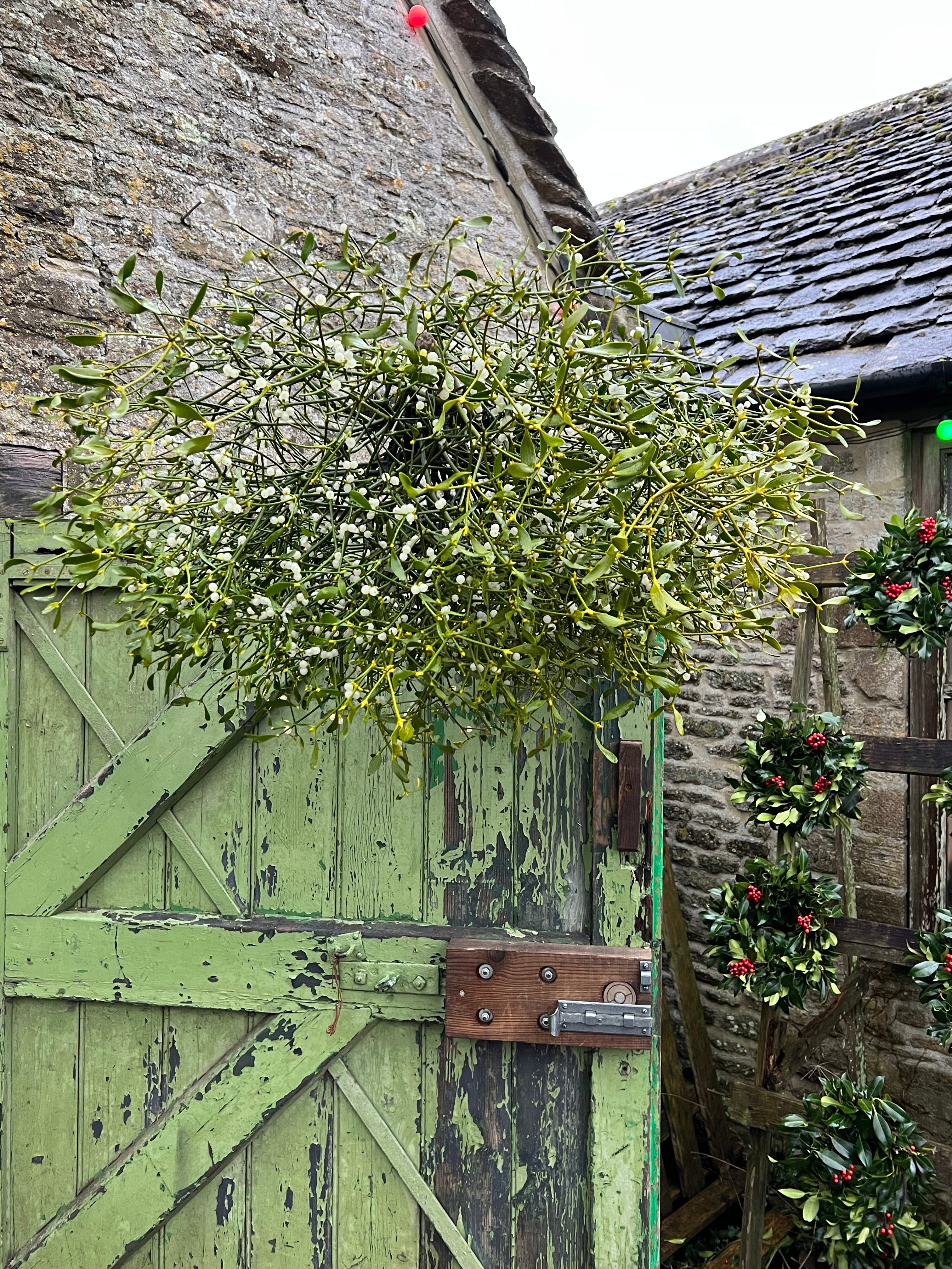 Bough of Mistletoe – Cirencester Christmas Trees